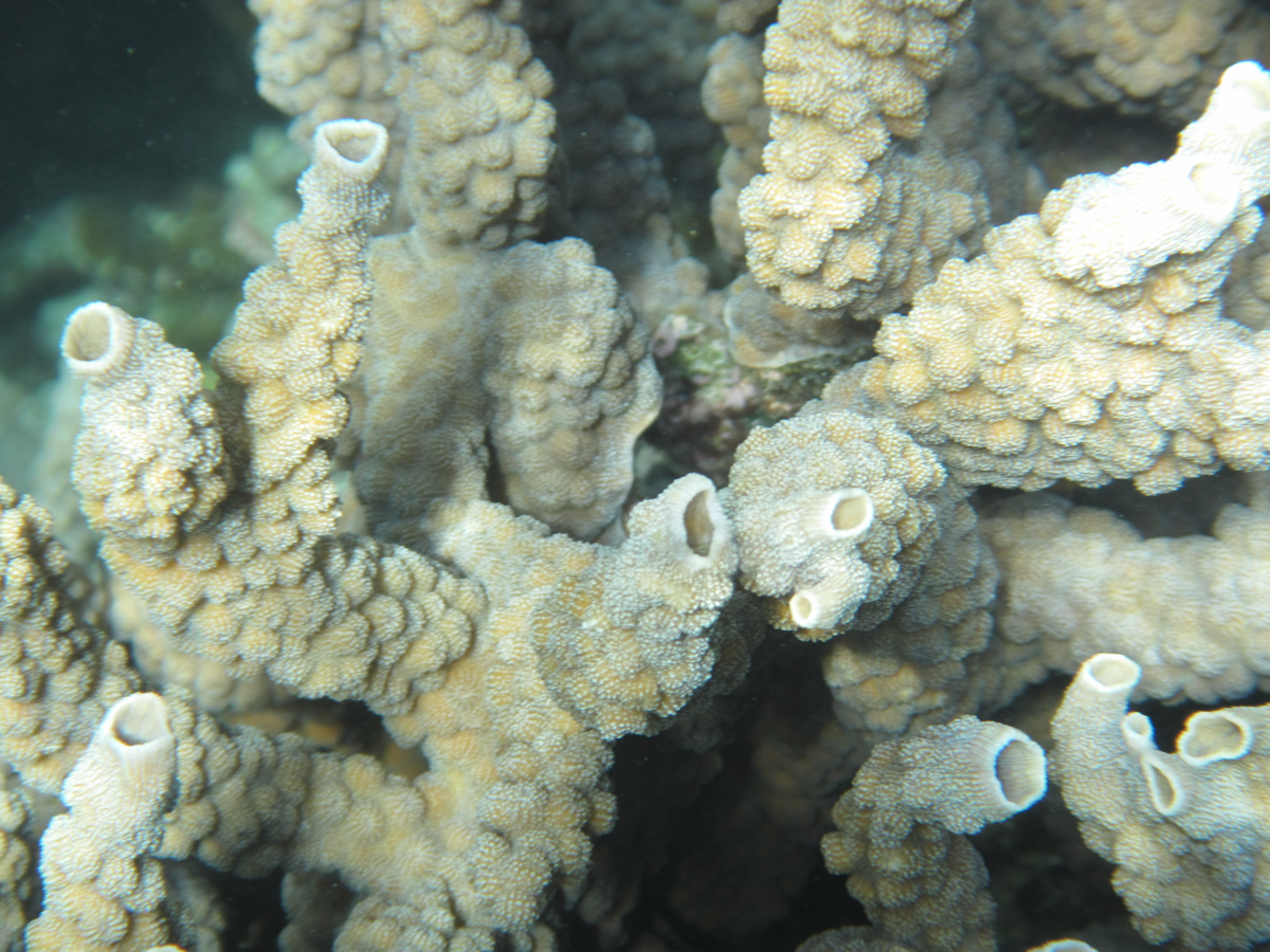 Exmouth Snorkelling Tours | Coral Viewing & Snorkeling Exmouth